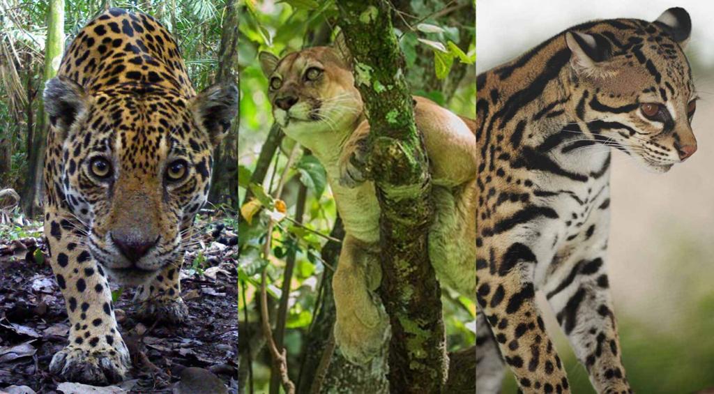 Llamado a conocer y cuidar los felinos de Colombia - RED PRENSA VERDE