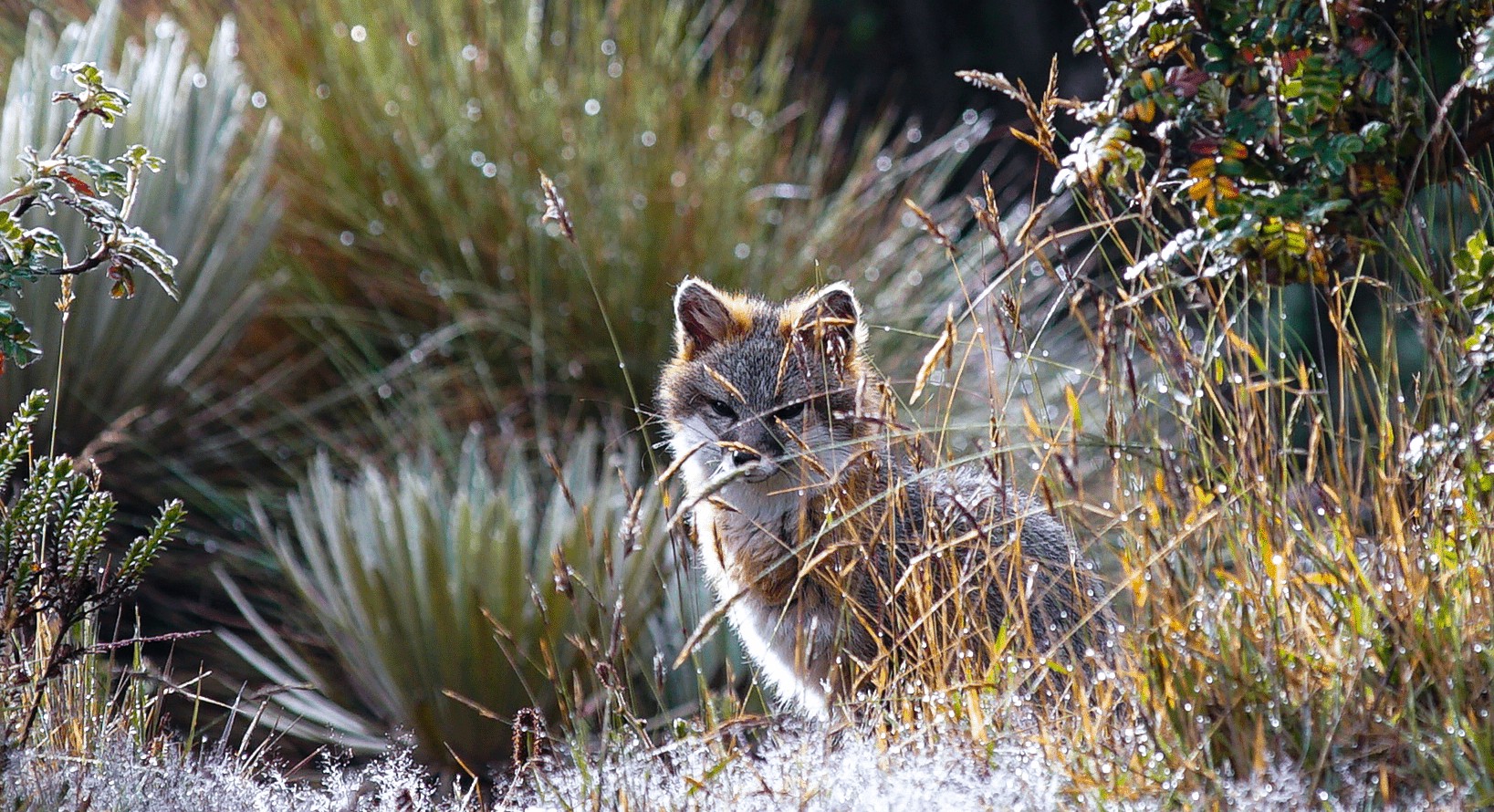 Presencia del zorro plateado en Parque Nacional El Cocuy - RED PRENSA VERDE